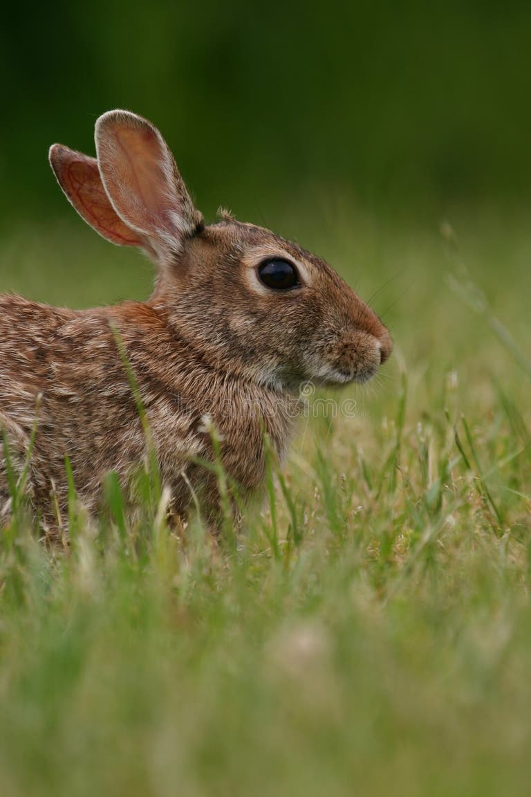 1,014 Eastern Cottontail Rabbit Stock Photos - Free & Royalty-Free ...