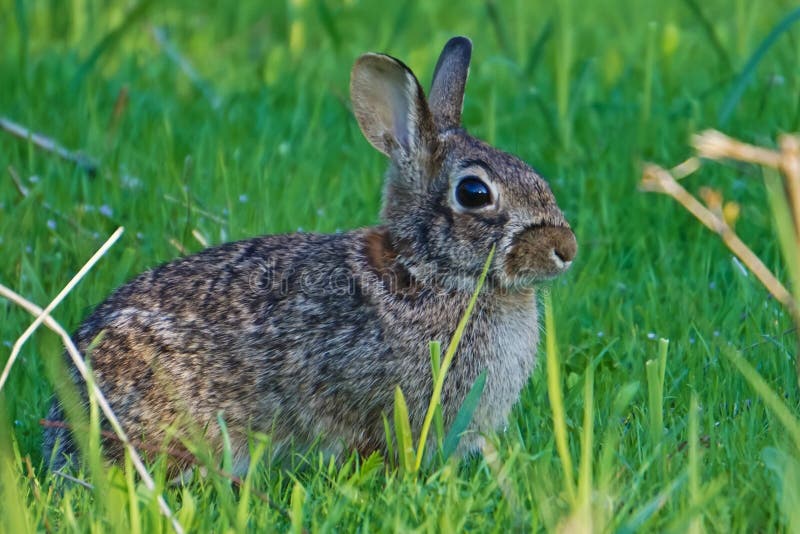 Cottontail rabbit stock photo. Image of eastern, mammal - 137448714