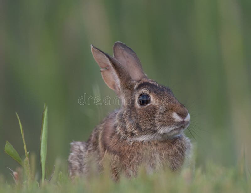 Eastern Cottontail Rabbit stock photo. Image of zoology - 15601688