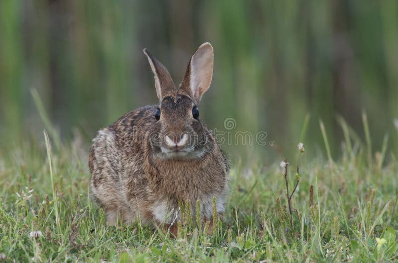 Eastern Cottontail Rabbit stock photo. Image of wildlife - 15601756