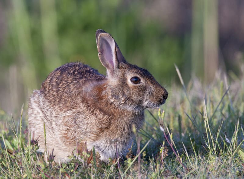 Cottontail Rabbit stock image. Image of field, floridanus - 15390495