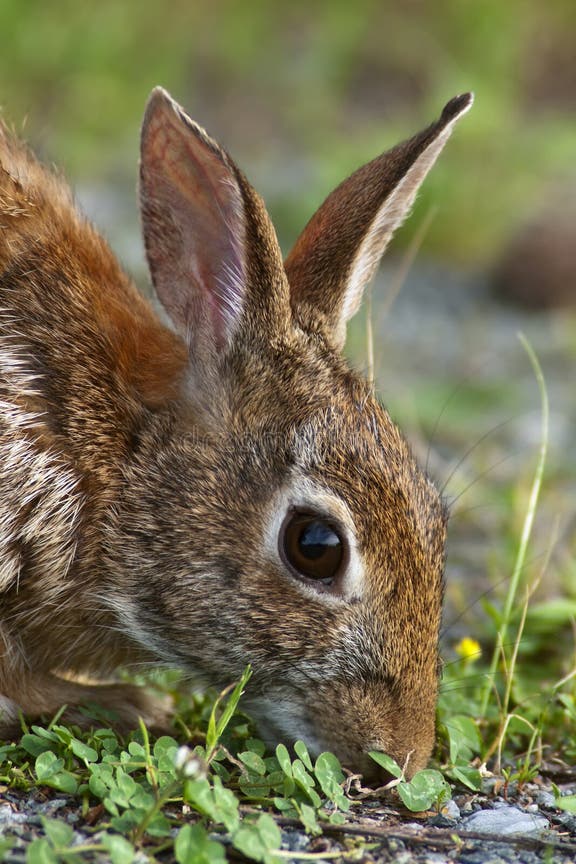 Eastern Cottontail Rabbit stock photo. Image of fluffy - 19762252