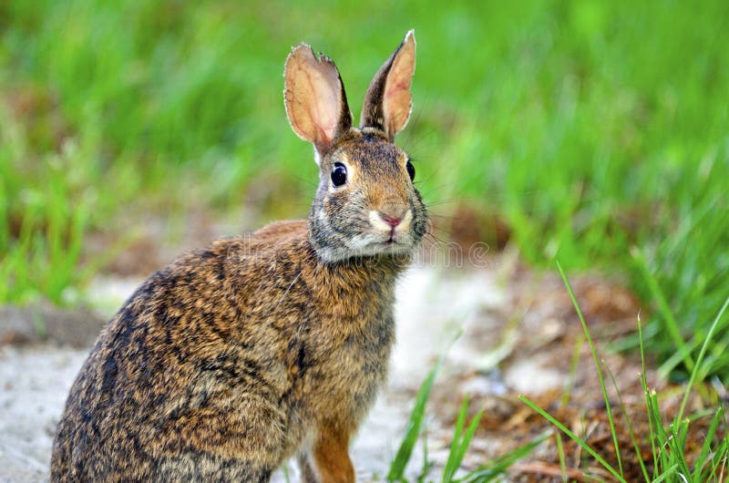 Bunny Face stock image. Image of rabbit, wild, bunny, animal - 2600495