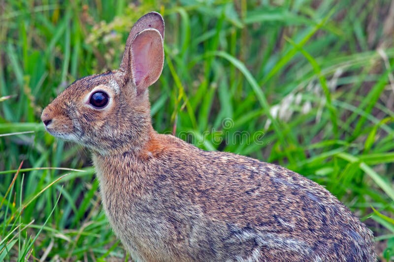 Eastern Cottontail Rabbit stock image. Image of pink - 25340477