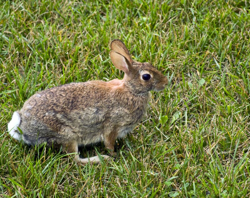 American cottontail rabbit stock image. Image of fluffy - 2551177