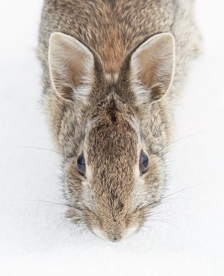 An Eastern Cottontail Rabbit Closeup Sitting in a Winter Forest in ...