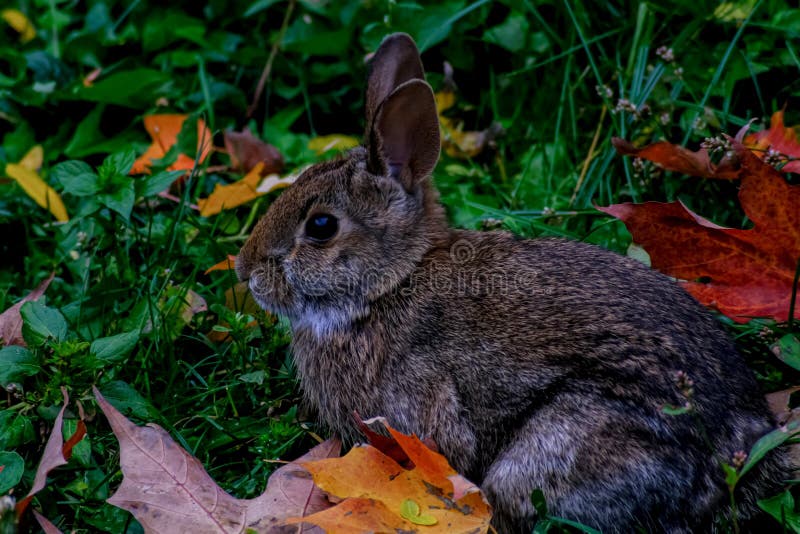 Eastern Cottontail Rabbit in Fall Stock Image - Image of grey, face ...