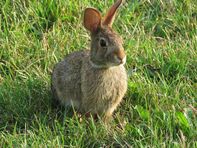 Eastern Cottontail stock image. Image of floridanus, mammal - 74766667