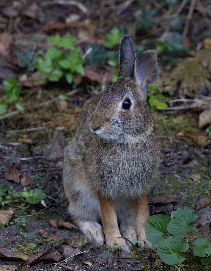 An Eastern Cottontail Rabbit Sitting in a Summer Forest. Stock Image ...
