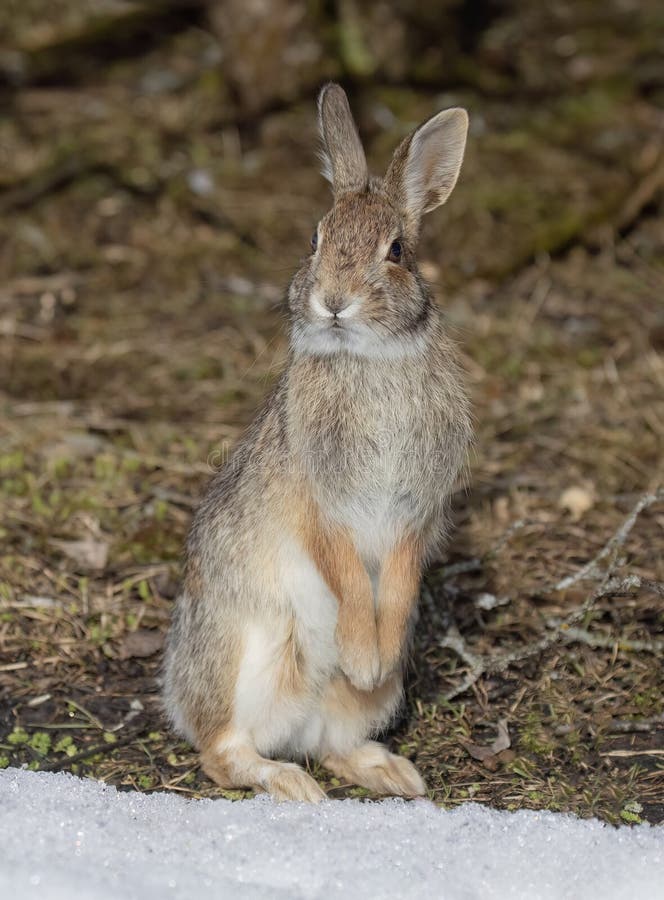 An Eastern Cottontail Rabbit Standing on Its Hind Legs in a Winter ...