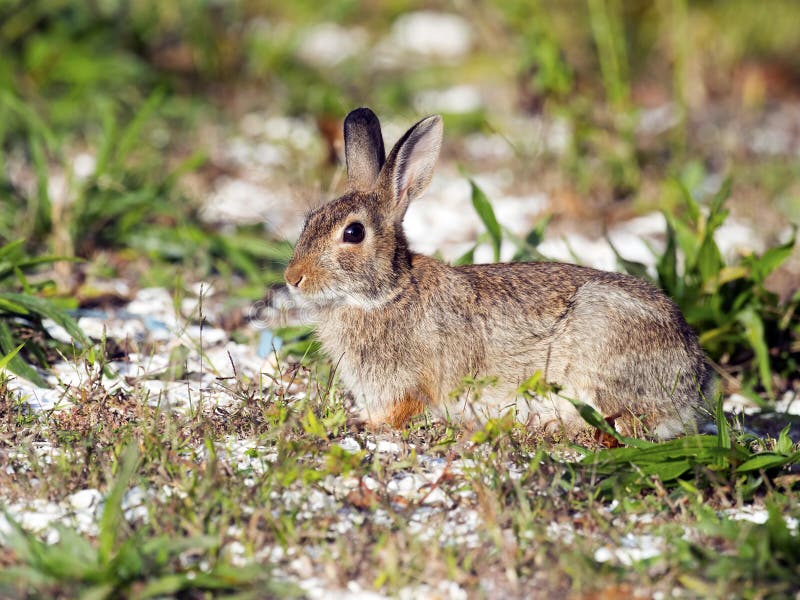 Eastern Cottontail Baby Rabbit Stock Photo - Image of eastern, animal ...