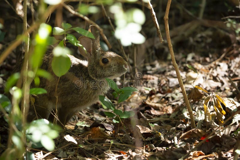 Eastern Cottontail Rabbit stock photo. Image of fluffy - 213913992