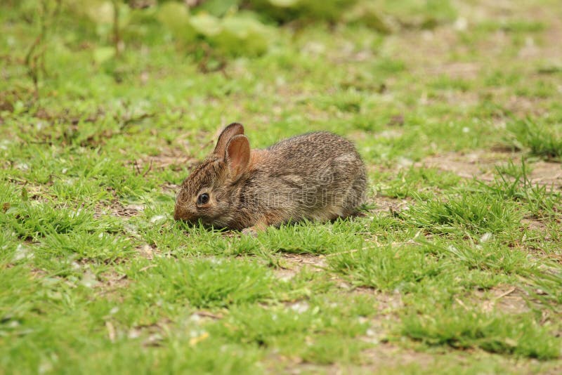 Eastern Cottontail rabbit. stock image. Image of green - 150060827