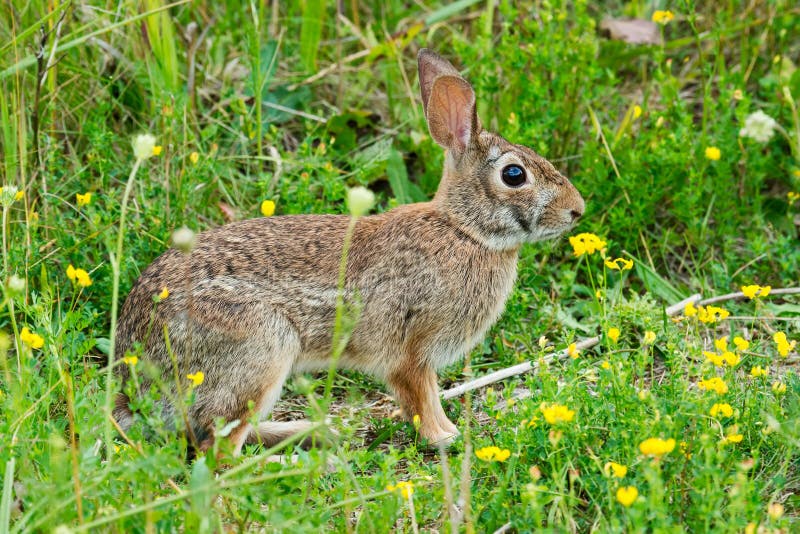 Eastern Cottontail - Sylvilagus Floridanus Stock Image - Image of ...