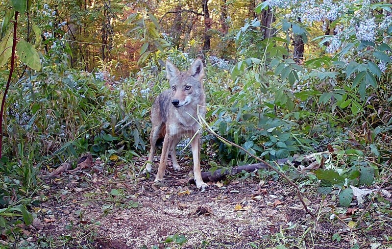 Eastern Coyote in Early Fall Stock Image - Image of mammal, jungle ...