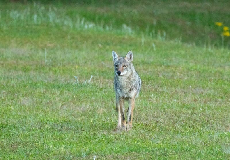 Eastern Coyote Standing on a Grassy Plain in Southeastern North ...