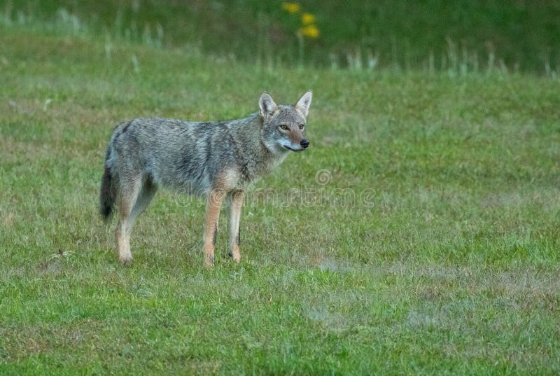 Eastern Coyote Standing Grassy Plain Southeastern North Carolina Stock ...
