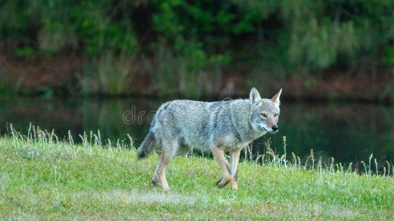 Eastern Coyote Standing on a Grassy Plain in Southeastern North ...