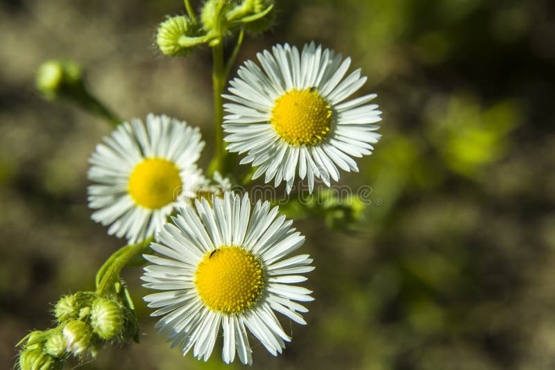 Eastern Daisy Fleabane Flowers Stock Photo - Image of petal, closeup ...