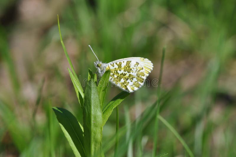 Eastern Dappled White stock image. Image of stem, white - 114046753