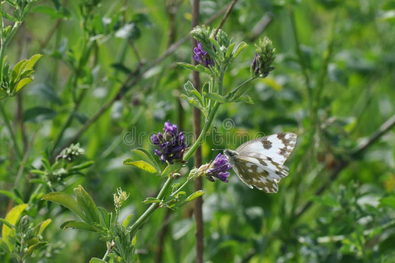 Eastern Dappled White stock photo. Image of white, twig - 116833622