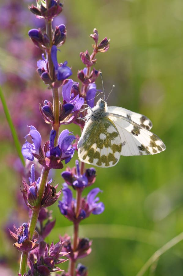 Eastern Dappled White stock photo. Image of nesting - 117166724
