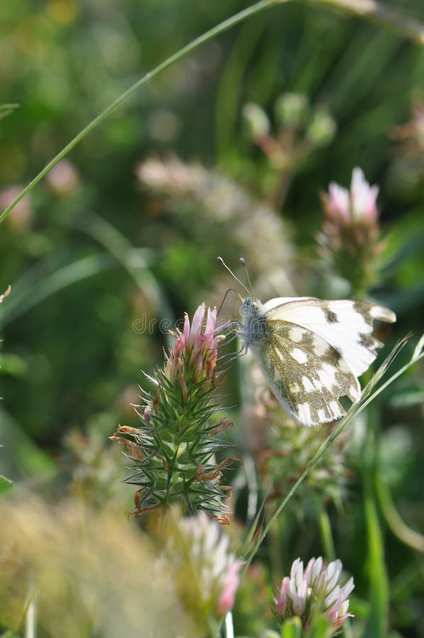 Eastern Dappled White stock image. Image of ausonia - 117164597