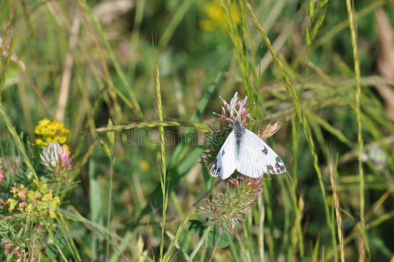 Eastern Dappled White stock photo. Image of white, euchloe - 117164790