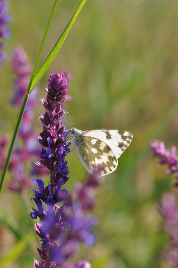 Eastern Dappled White stock image. Image of nature, leaf - 117166755