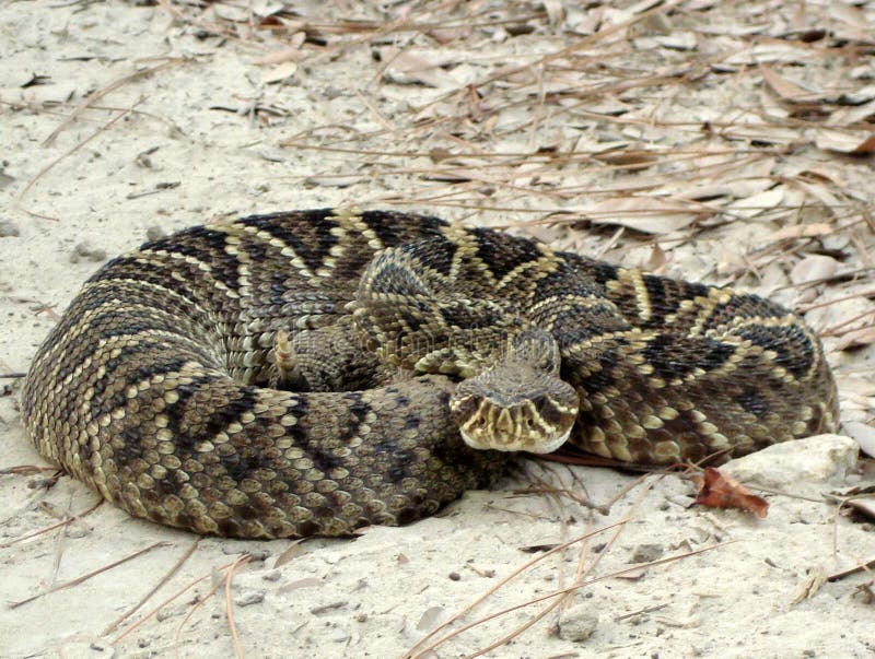 Angry Prairie Rattlesnake stock photo. Image of coiled - 34527998