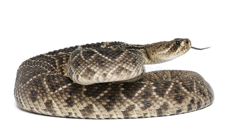 1,033 Diamondback Rattlesnake Stock Photos - Free & Royalty-Free Stock ...