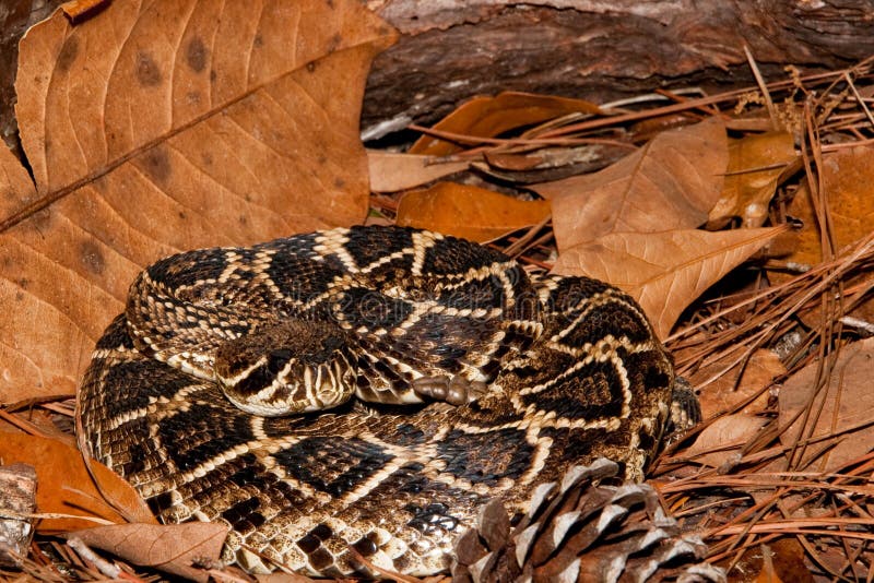 Puff Adder (bitius Arietans) Stock Photo - Image of puff, nature: 16762940