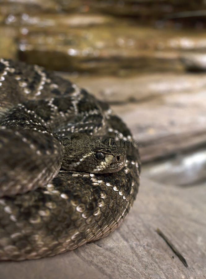 Eastern Diamondback Rattlesnake Stock Photo - Image of nature ...