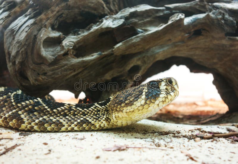 Eastern Diamondback Rattlesnake Stock Photo - Image of venomous ...