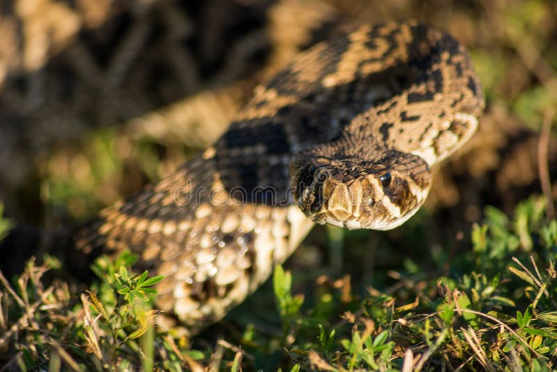 Eastern Diamondback Rattlesnake Stock Image - Image of serpent, florida ...