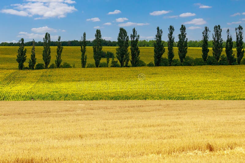 Eastern Europe Nature. Endless Fields with Selective Focus Stock Photo ...