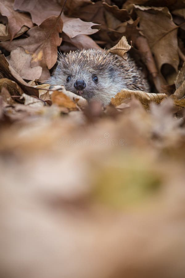 Eastern European Hedgehog stock photo. Image of animal - 39538584