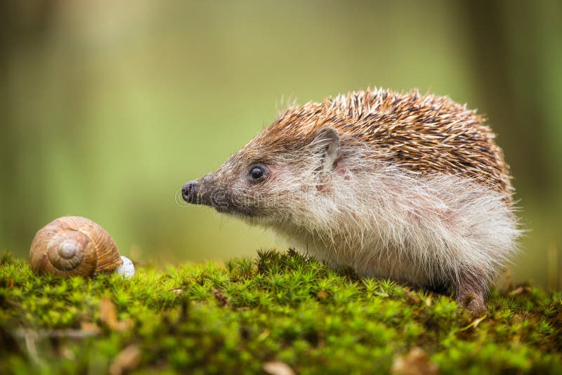 Eastern European Hedgehog stock photo. Image of view - 39538656