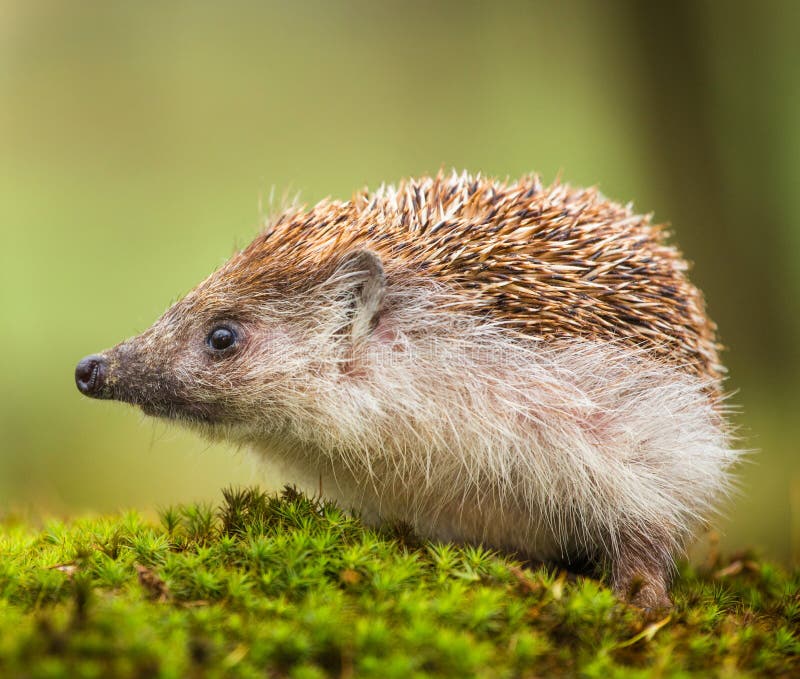 Eastern European Hedgehog stock photo. Image of animal - 39538584