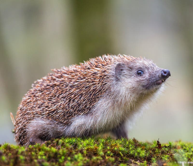 Eastern European Hedgehog stock photo. Image of closeup - 40615142