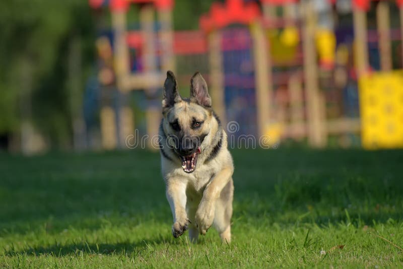 Eastern European Sheepdog Runs Stock Photo - Image of domestic, breed ...