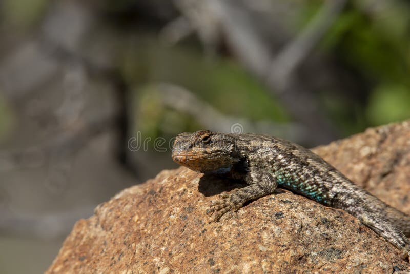 Eastern Fence Lizard in Dover, Tennessee Stock Image - Image of ...