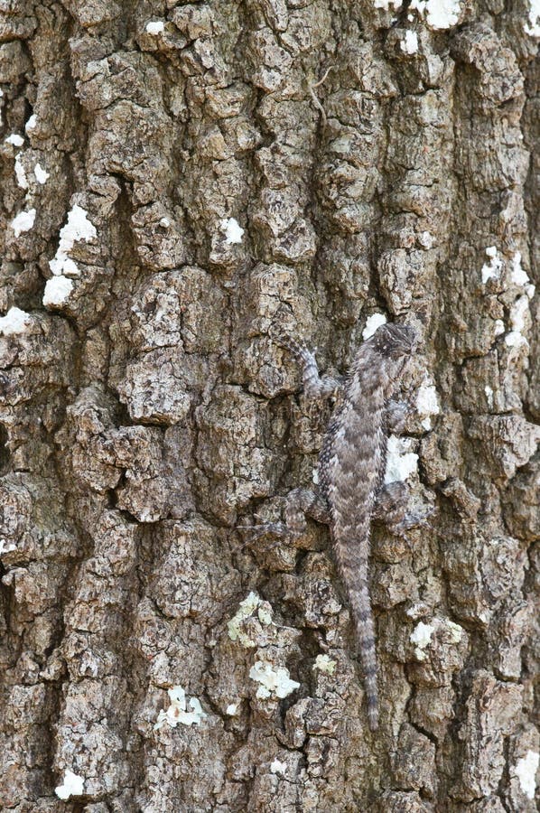 Eastern fence lizard stock image. Image of cryptic, repliles - 33149027