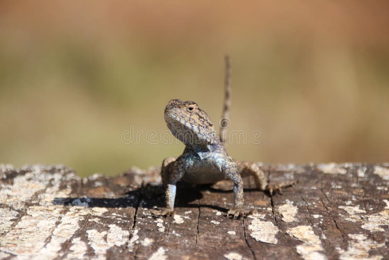 Blue Headed Agama Koggelmander Stock Photos - Free & Royalty-Free Stock ...