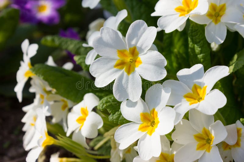 Eastern Flowers and Idyllics Stock Photo - Image of judas, white: 103476880
