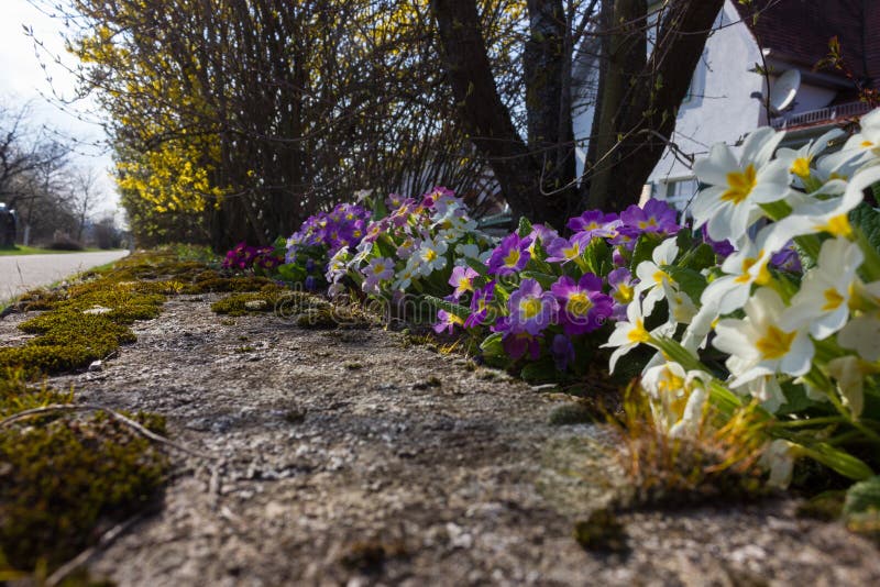 Eastern Flowers and Idyllics Stock Photo - Image of avium, anemone ...