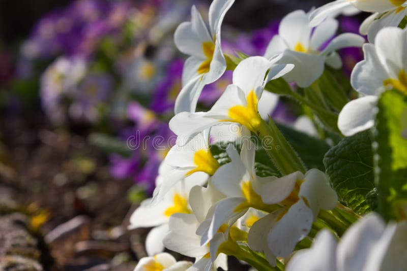 Eastern Flowers and Idyllics Stock Image - Image of cercis, bloom ...