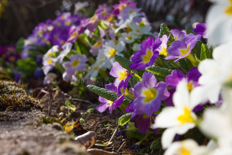 Eastern Flowers and Idyllics Stock Photo - Image of avium, tree: 103477314