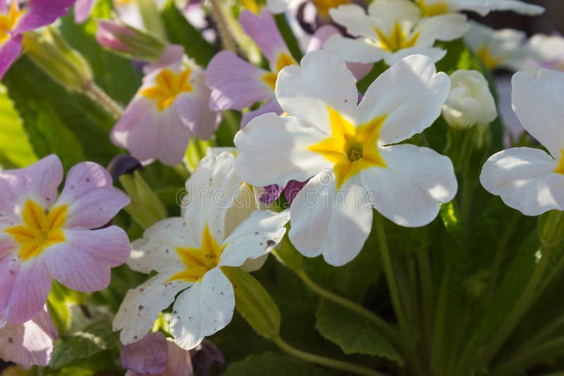 Eastern Flowers and Idyllics Stock Photo - Image of prunus, blue: 103477390