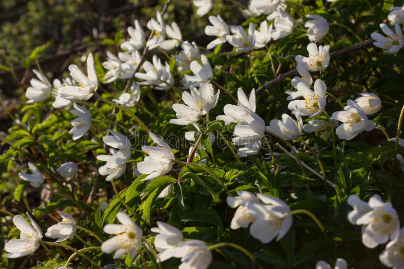 Eastern Flowers and Idyllics Stock Photo - Image of judas, tree: 103477610
